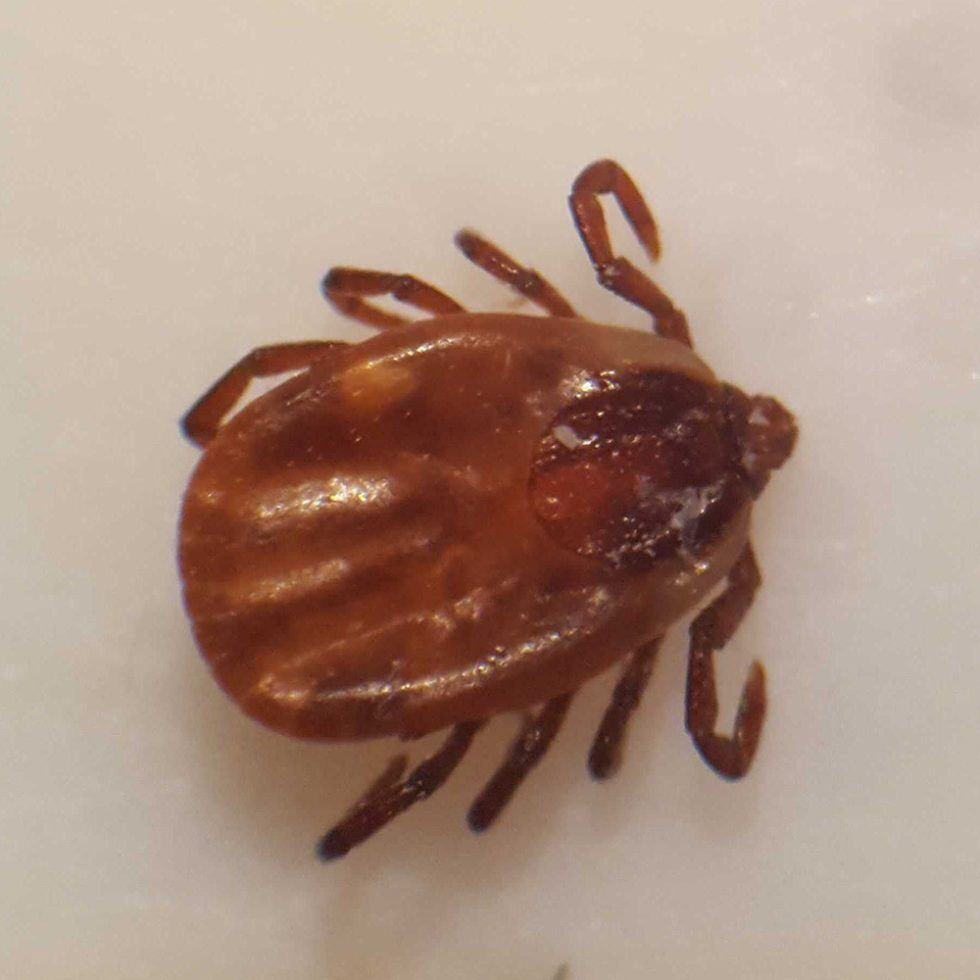 Tick Testing Maps & Statistics for Quebec - Lyme Disease Tick Testing