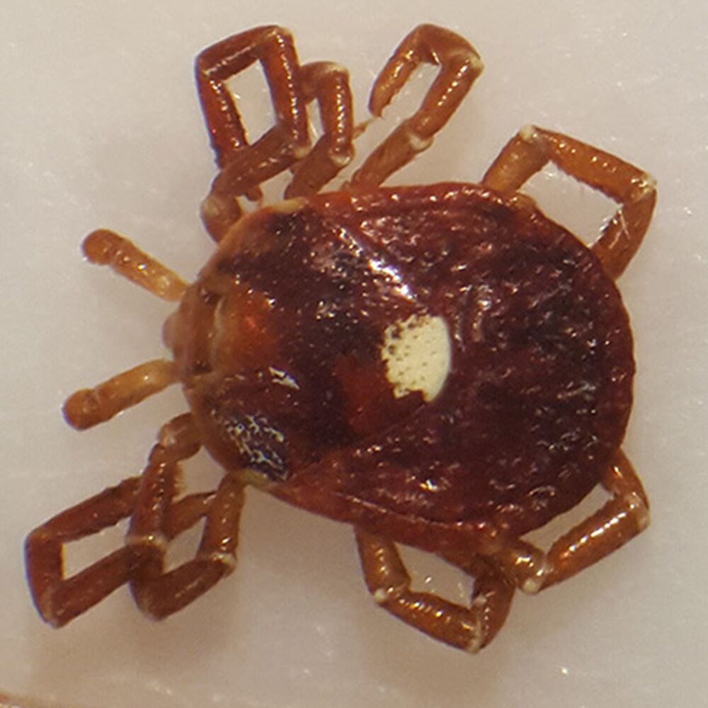 Tick Testing Statistics British Columbia - Lyme Disease Tick Testing
