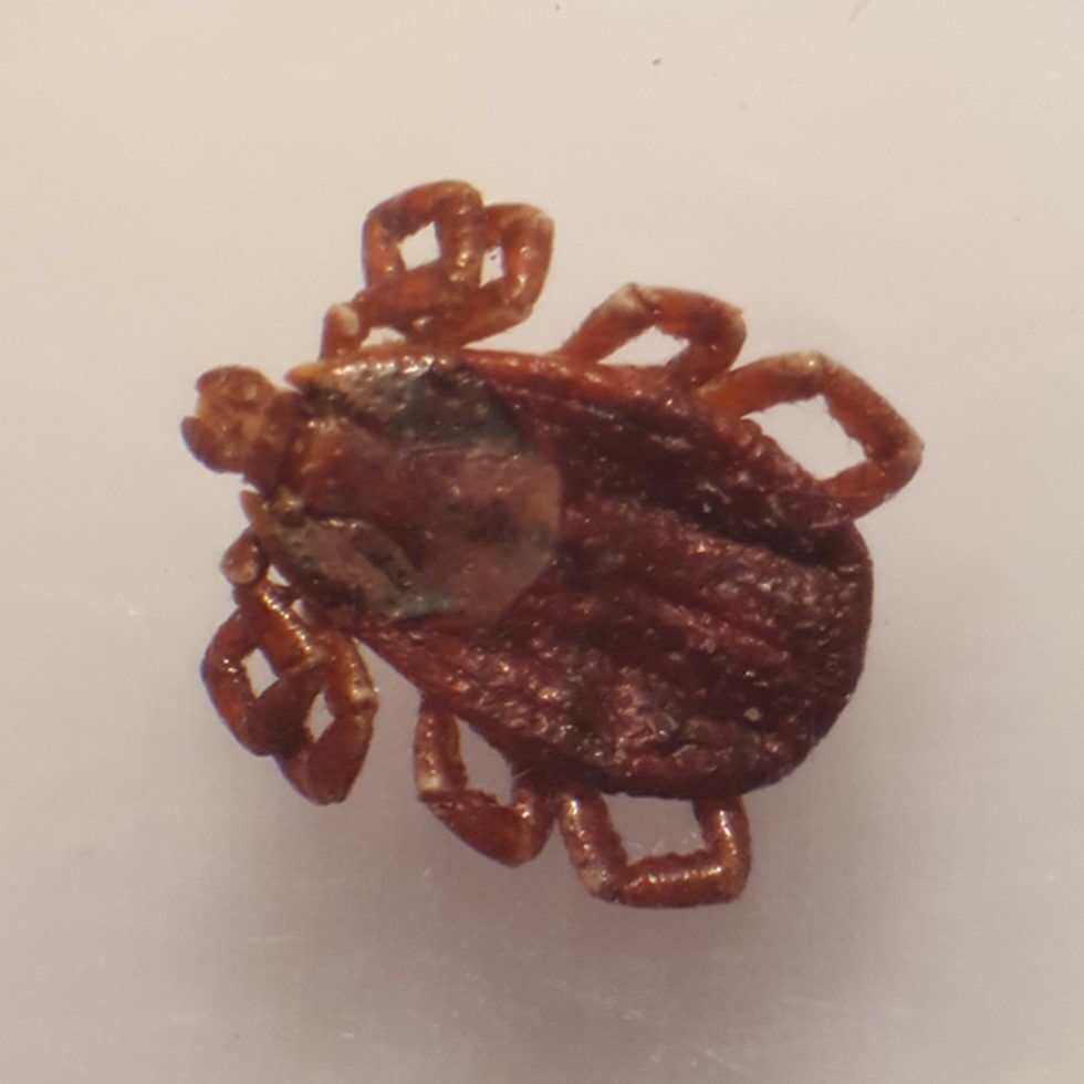 Tick Testing Statistics for Canada - Lyme Disease Tick Testing
