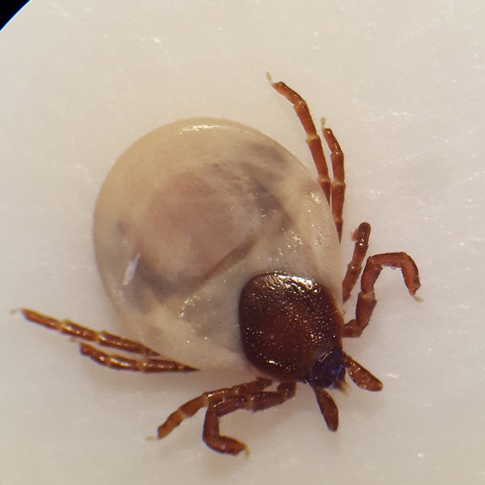 Tick Testing Maps & Statistics for Ontario in 2023 - Lyme Disease Tick ...