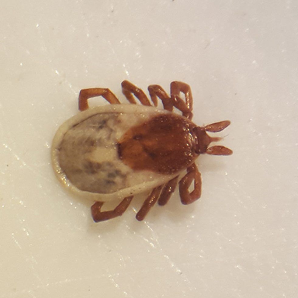 Tick Testing Maps & Statistics for Nova Scotia - Lyme Disease Tick Testing