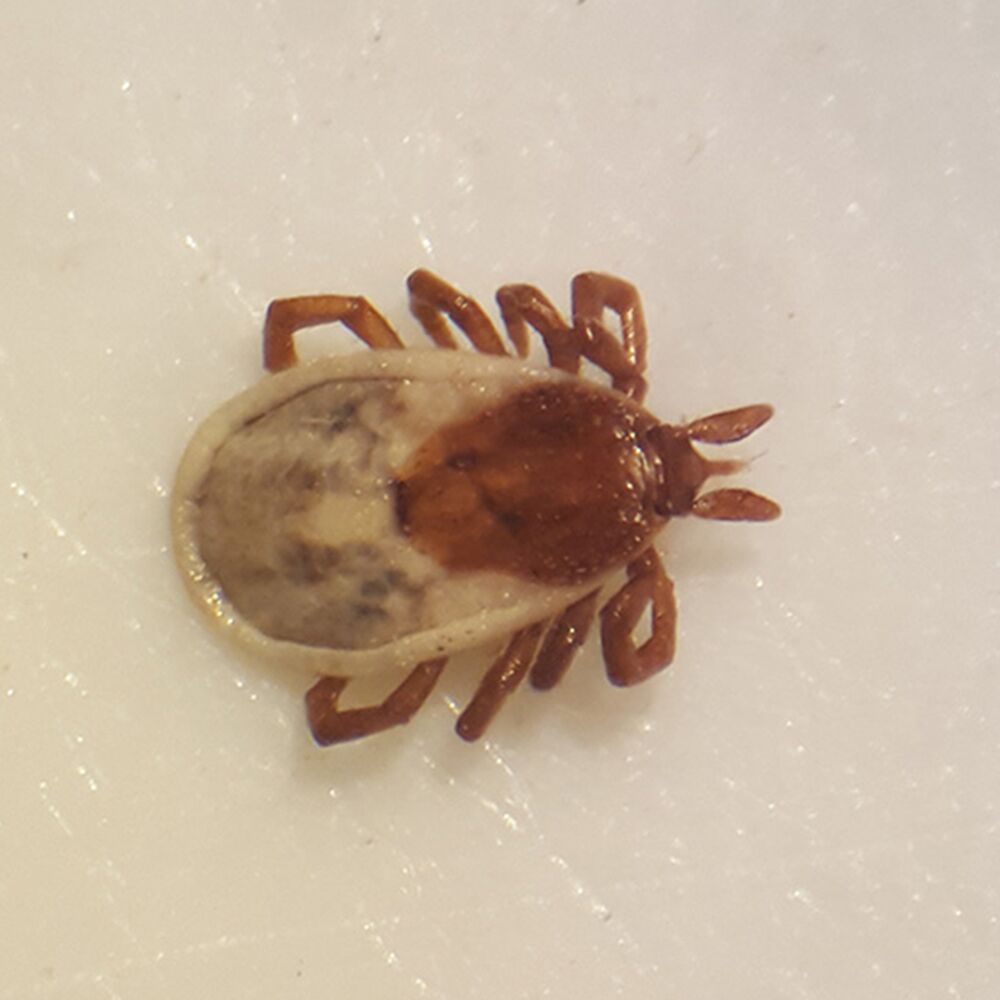 Tick Testing Maps & Statistics for Nova Scotia - Lyme Disease Tick Testing